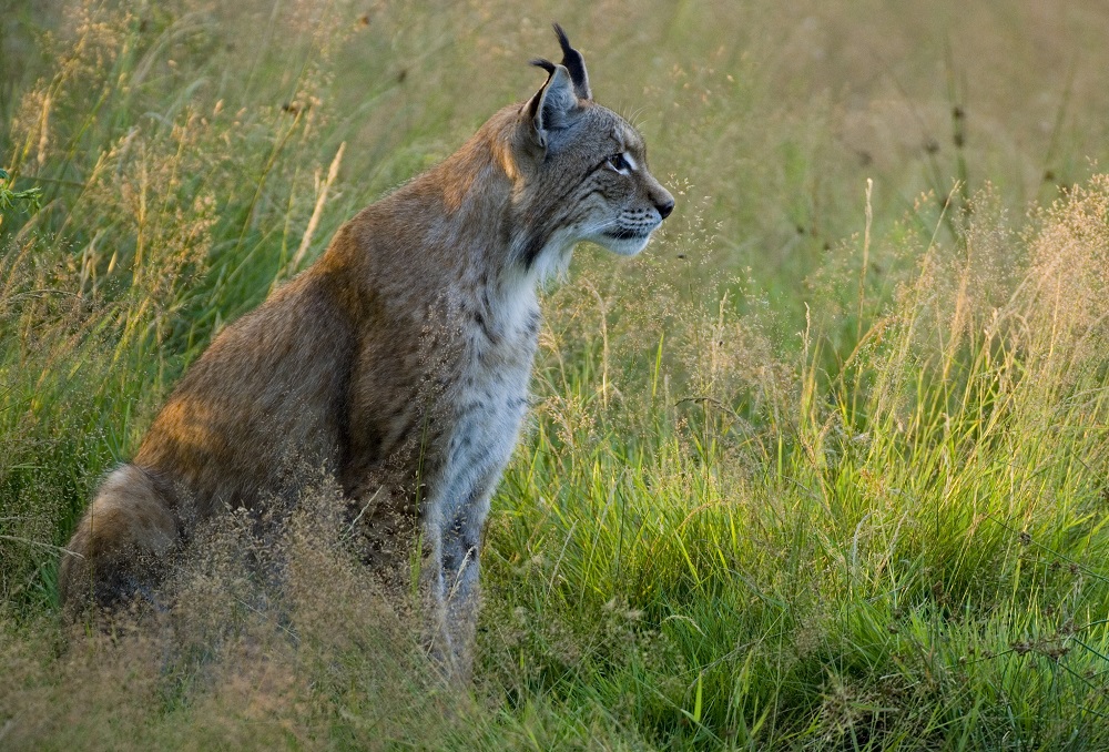 Luchs lebt im Erzgebirge - Radio Dresden