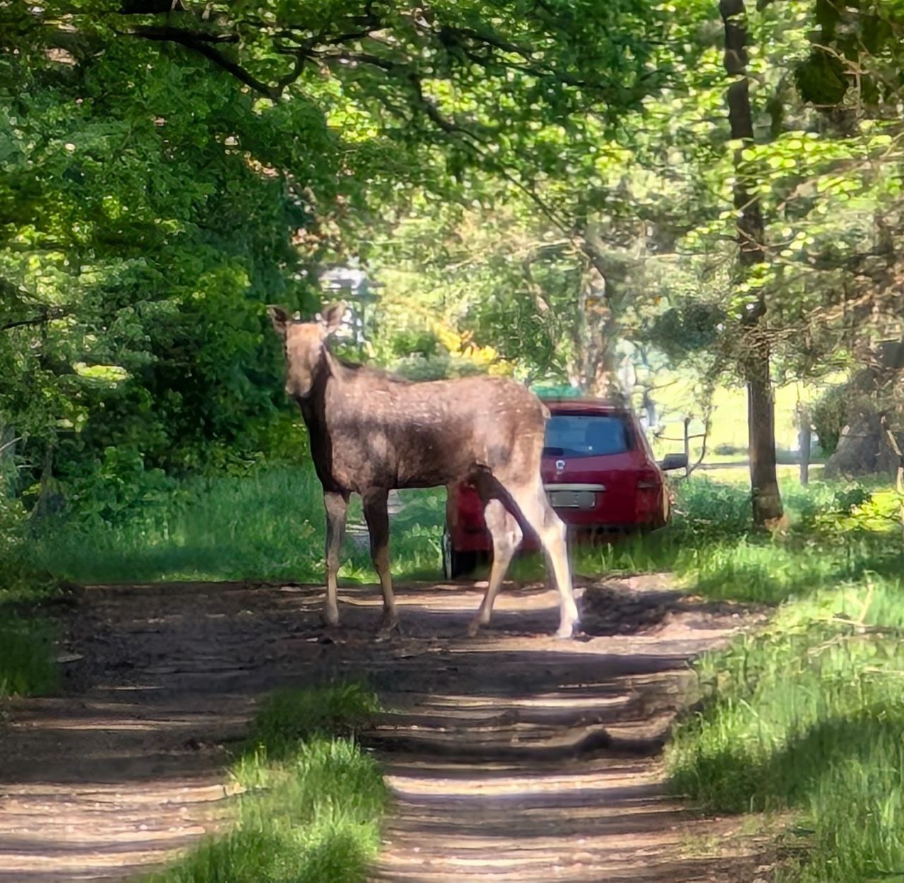 Elchdame "Elwira" auf Tour im Kreis Görlitz - Radio Dresden